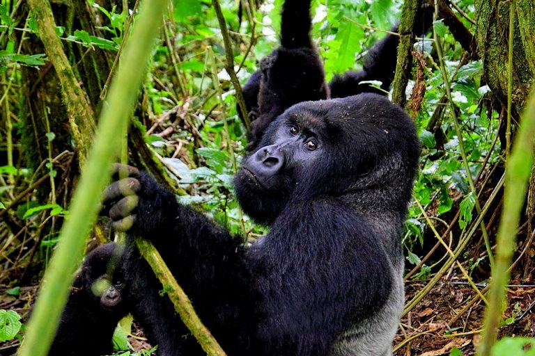 Gorilla Trekking in Democratic Republic of Congo, Virunga national park